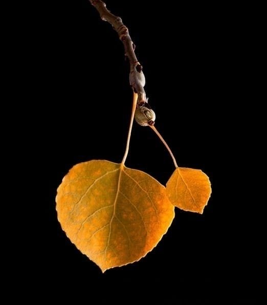 Daun yang Menguning - Meci Angi | Forum Kajian Mahasiswa Meci Angi